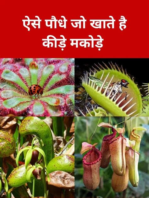 5 Insectivorous Plants Name कटभकष पध क नम Hindi Me Jankariya