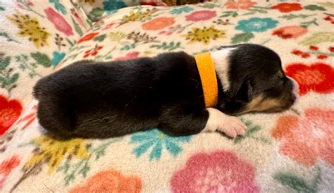 Lightning Jp Corgi Ranch