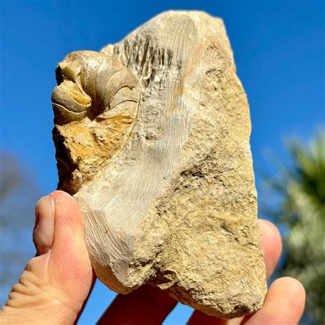 65f2c7bc76756d2c4e729d80 Uk Fossil Collecting