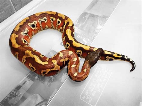 10 Blood Python Het T