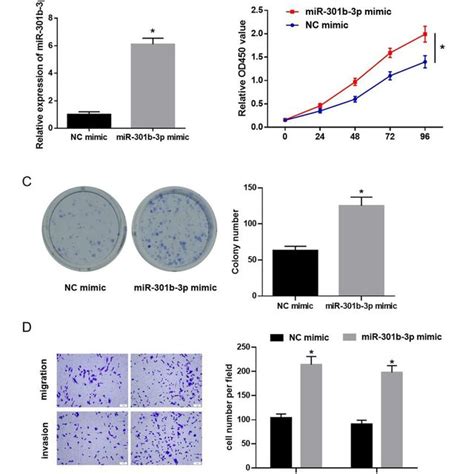 Overexpressing Mir 301b 3p Promotes Luad Cell Proliferation Migration