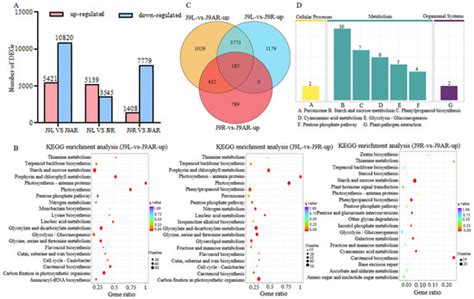 Genes | Free Full-Text | Transcriptome Analysis Provides Insights into ...