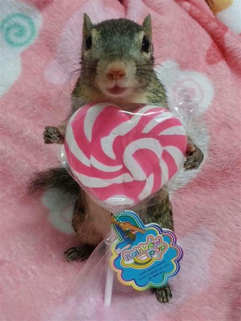 Pet Squirrel Photos Artofit