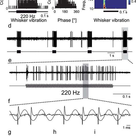 Single Unit Responses To 220 Hz Vibration Of The Principal Whisker A