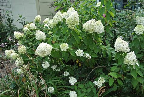 Firelight Hydrangea Care Guide Plantly