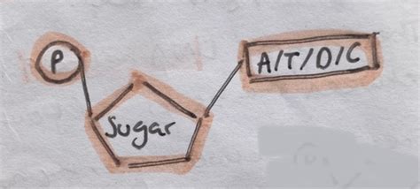 Nucleic Acids Flashcards Quizlet