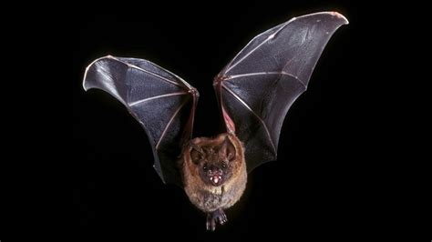 Bat Sound Effects 🦇 🔊 Youtube