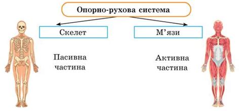 Опорно рухова система організму людини Пізнаємо природу 5 клас Мідак