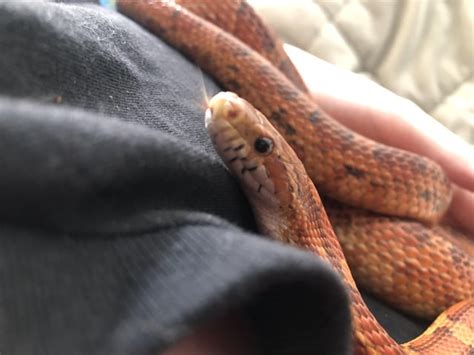 My Jambo Clone R Jschlatt