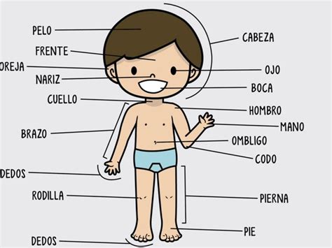 Partes Del Cuerpo Para Ninos Sexiz Pix
