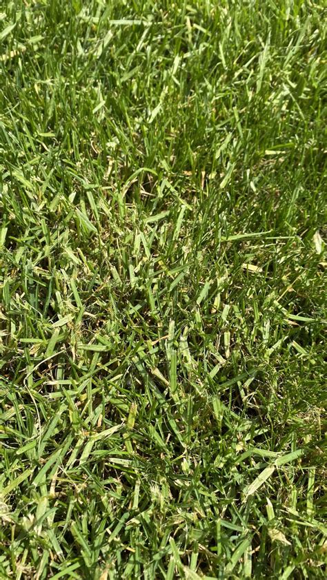 Need Help On Identifying This Type Of Grass R Lawncare