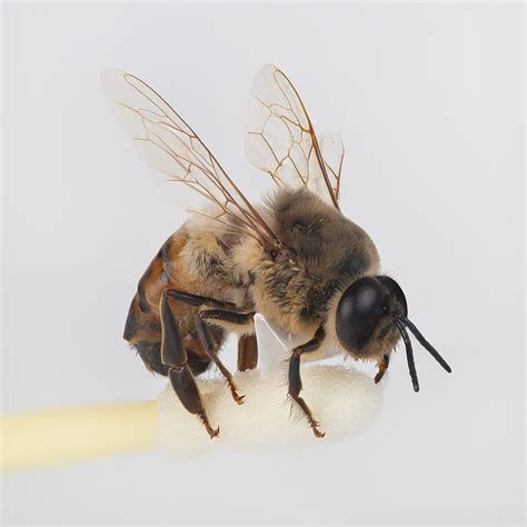 Drone Bee Everybodywiki Bios And Wiki