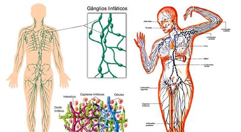 Un simple ejercicio puede ayudar a limpiar su sistema linfático Conocer Salud