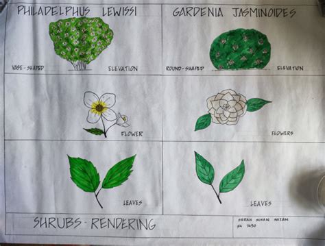 Shrubs Rendering Pdf