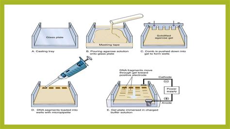 Electrophoresis A Short Presentation Ppt Ppt