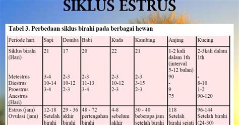Siklus Estrus