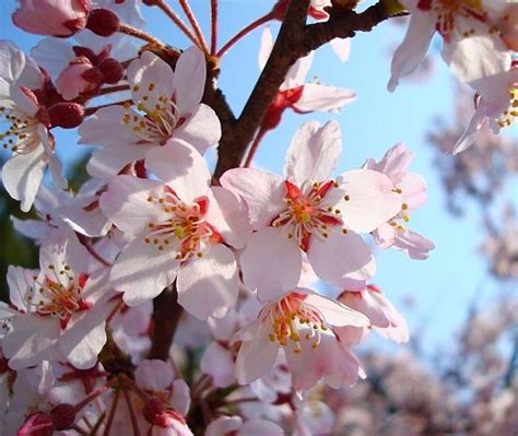 Pemandangan Bunga Sakura Di Jepang