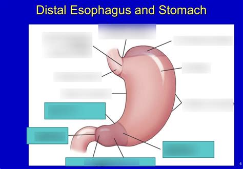 Distal Esophagus And Stomach Diagram Quizlet