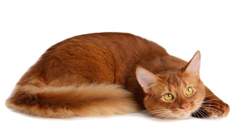 Watery Eyes In Cats Cat Appy