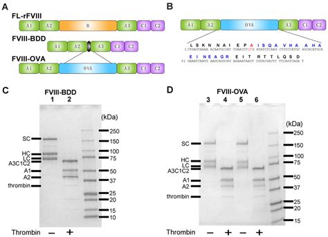Fviii Ova Design And Cleavage By Thrombin A Representative Diagram