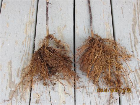 Propagating Clonal Apple Root Stock General Fruit Growing Growing Fruit Propagating Clonal Apple Root Stock General Fruit Growing Growing Fruit