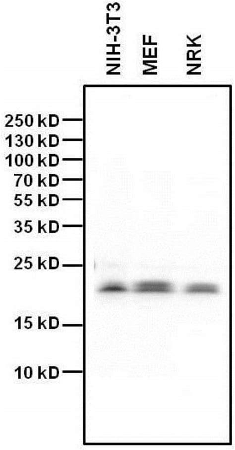 Hp1 Gamma Monoclonal Antibody 2mod 1g6 Invitrogen™ 50 μl