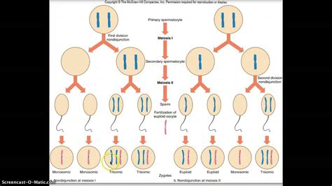 Aneuploidy Youtube