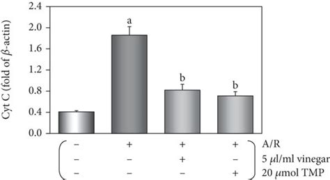 Protective Effects Of Vinegartmp Pretreatment For Cardiomyocyte