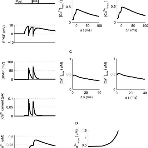 Ca² dynamics in response to paired pre and post synaptic spikes