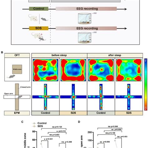 Sds Induced Anxiety Like Behavior Whereas Sleep Reduced Anxiety In