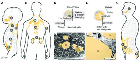 Thermogenic And Fat Storing Adipose Tissue Depots A Thermogenic Fat