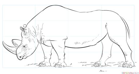 How To Draw A Realistic Rhino Step By Step Drawing Tutorials