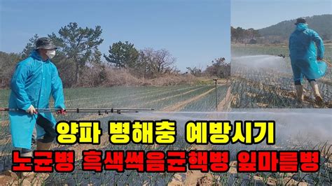 양파병해충 예방시기 노균병 흑색썩음균핵병 잎마름병 고자리파리 무름병 Youtube