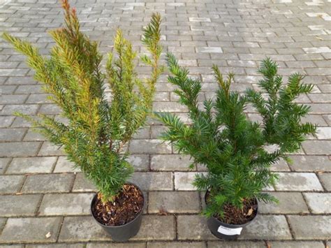 Cis Pospolity Sadzonki Sprzedaż Wysyłkowa Szkolka Szotek Pl