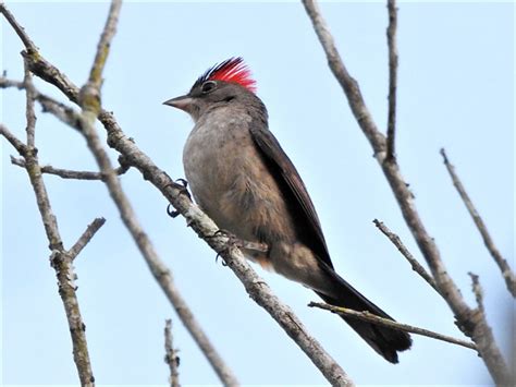 Foto tico tico rei cinza Coryphospingus pileatus Por José Onício