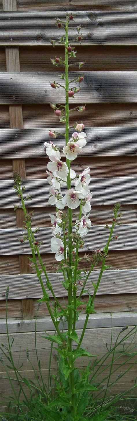Mullein Moth Moth Mullein Wild Flower Finder