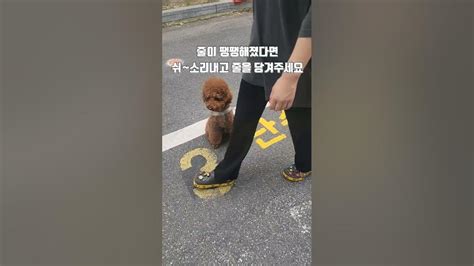 강아지가 산책할때 너무 앞질러가요어떻게 훈련해야 될까요 Youtube