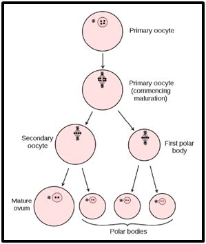 What Is Oogenesis Give A Brief Account Of Oogenesis In A Woman