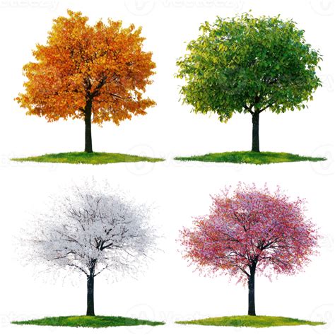 Four Seasons Tree Pngs For Free Download