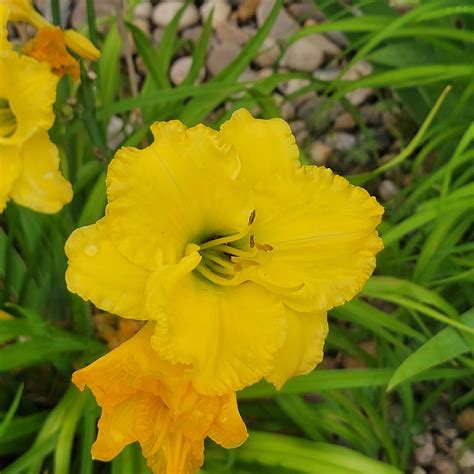 The Flower Bin How To Plant And Care For Daylilies