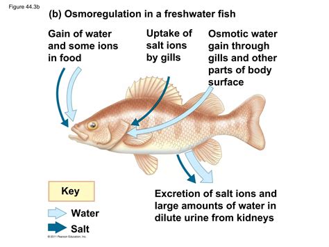 Osmoregulation Ppt