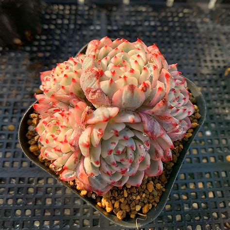 楽天市場農園直売 多肉植物 寄せ植え エケベリア属 ミニマ錦群 超美苗 抜き苗 観葉植物 インテリア 多肉専門VERVE多肉専門VERVE