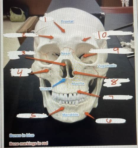 Lab Exam Skull Flashcards Quizlet