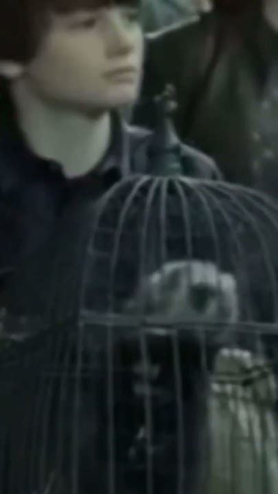 Fretchen Funfact Harrypotter Youtube