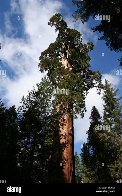The General Grant Giant Sequoia Tree In Kings Canyon National Park In
