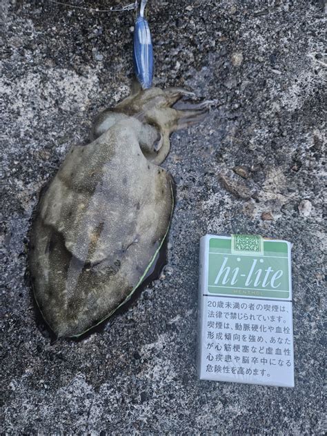 オレドラ さんの 2024年10月05日のコウイカの釣り・釣果情報富山県 新湊西漁港 アングラーズ 釣果600万件の魚釣り情報サイト