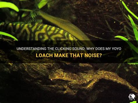 Understanding The Clicking Sound Why Does My Yoyo Loach Make That
