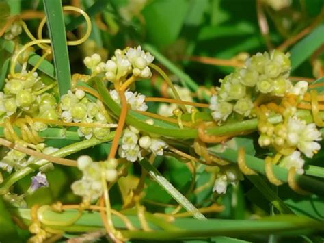 Semen Cuscutae Dodder Seed Extract Powder Supplier Rainbow Biotech