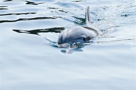 Premium Photo Bottlenose Dolphin Or Tursiops Truncatus