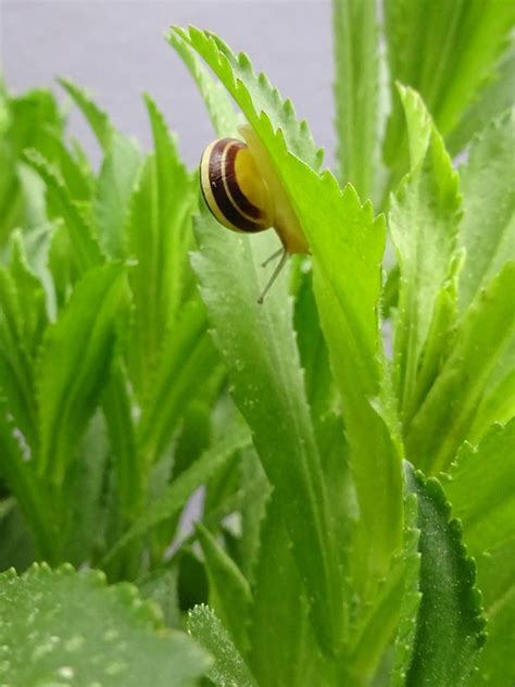 Snail Shell Nature Free Photo On Pixabay Pixabay